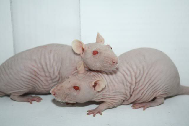 Coelhos Mini Ribeirão Preto - Rato Hairless