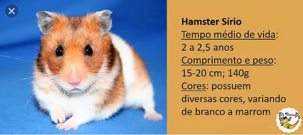 Coelhos Mini Ribeirão Preto - Hamster Sírio