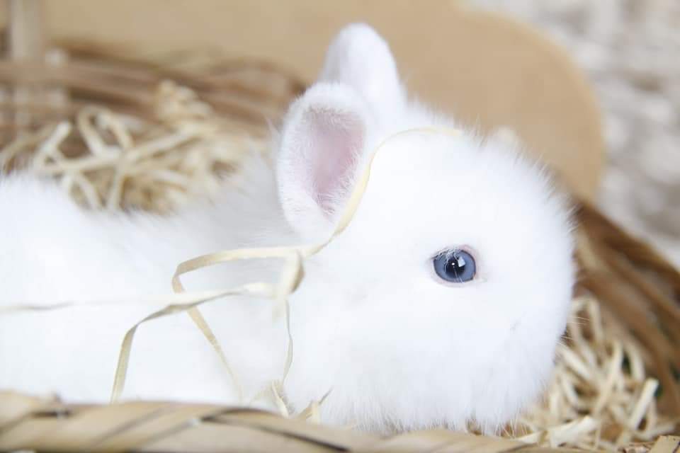 Coelhos Mini Ribeirão Preto - Coelho Teddy Dwerg