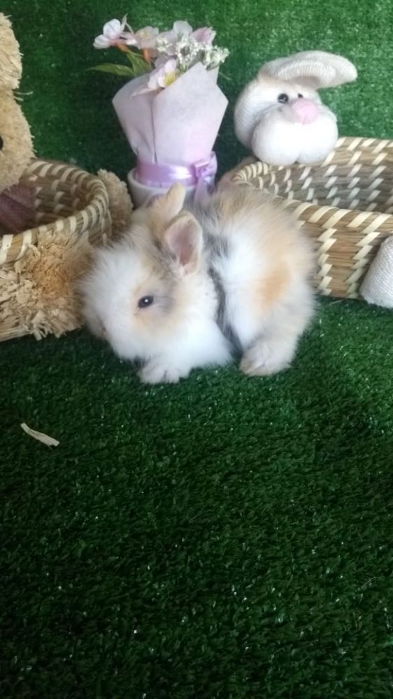 Coelhos Mini Ribeirão Preto - Coelho Teddy Dwerg