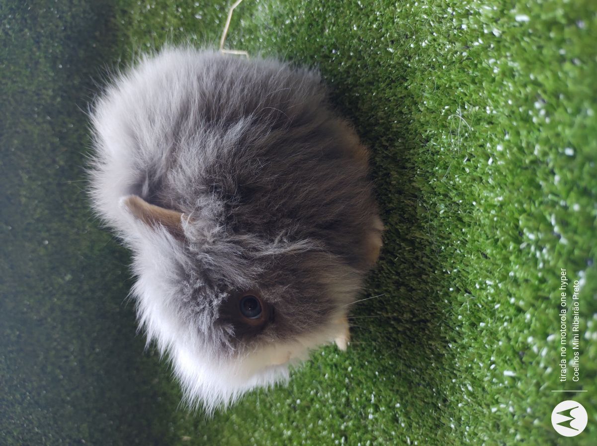 Coelhos Mini Ribeirão Preto - Coelho Teddy Dwerg