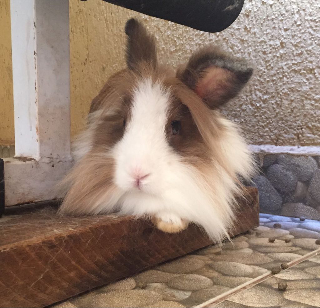 Coelhos Mini Ribeirão Preto - Coelho Lion Head