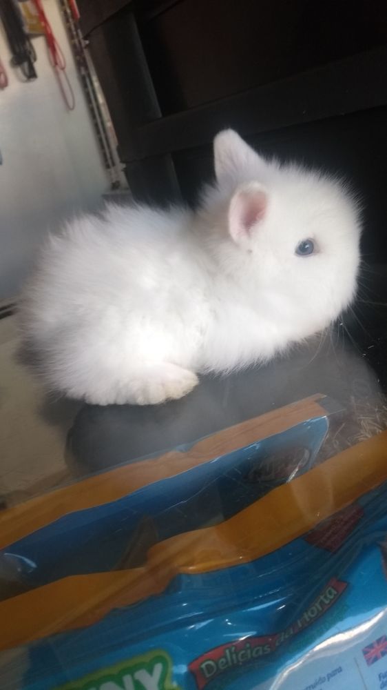 Coelhos Mini Ribeirão Preto - Coelho Teddy Dwerg