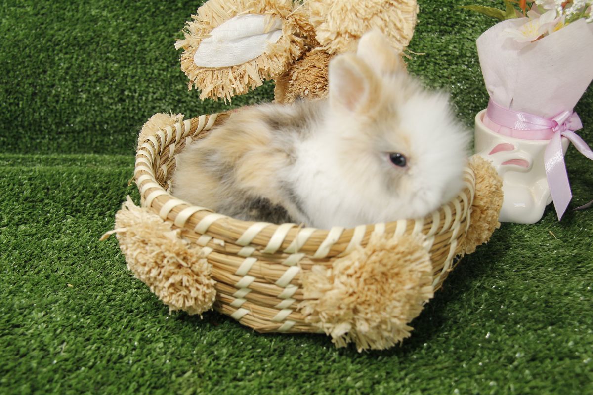 Coelhos Mini Ribeirão Preto - Coelho Teddy Dwerg