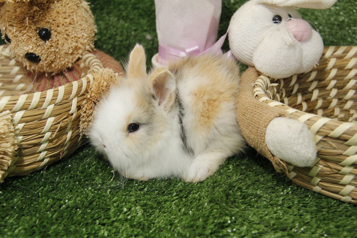 Coelhos Mini Ribeirão Preto - Coelho Teddy Dwerg