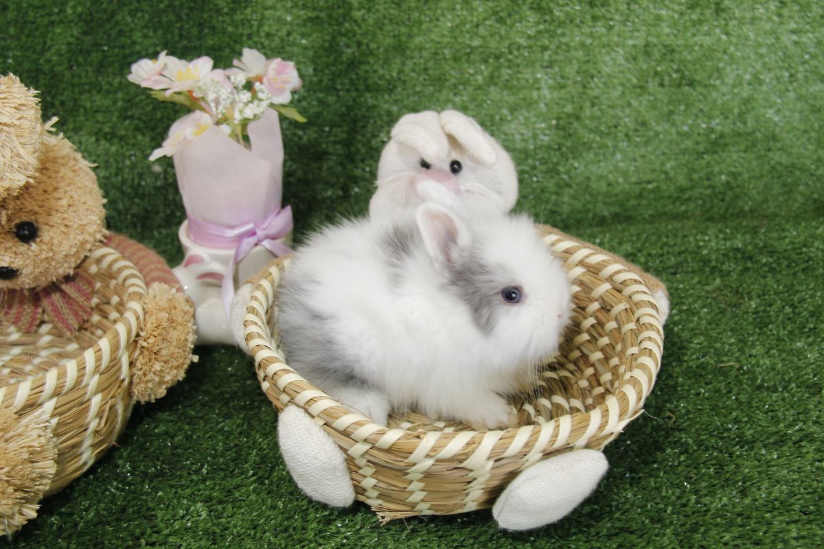 Coelhos Mini Ribeirão Preto - Coelho Teddy Dwerg